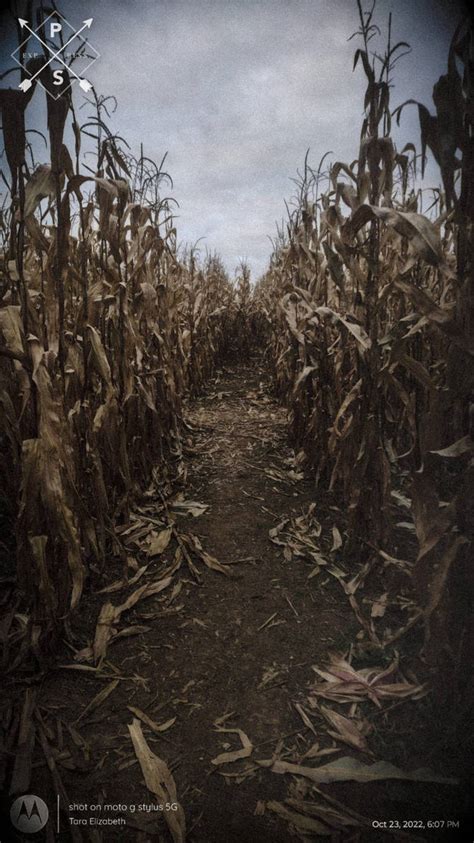 Lost In A Corn Maize By Nurseterra77 On Deviantart