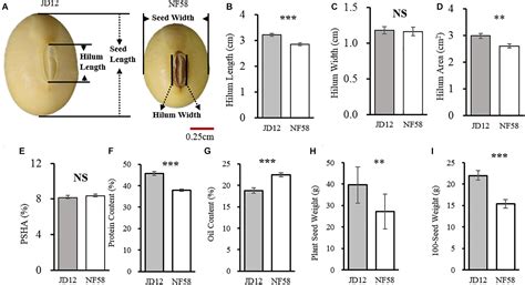 Soybean Seed Structure