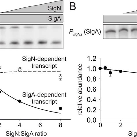 Relative Affinities Of B Subtilis Siga Sign And Sigb For The Rnap