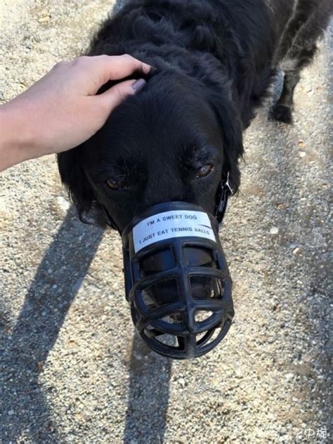 恶毒的嘴巴zzxxo