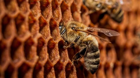 Diving Deeper Into The Hive Ransomware Modus Operandi TechNadu
