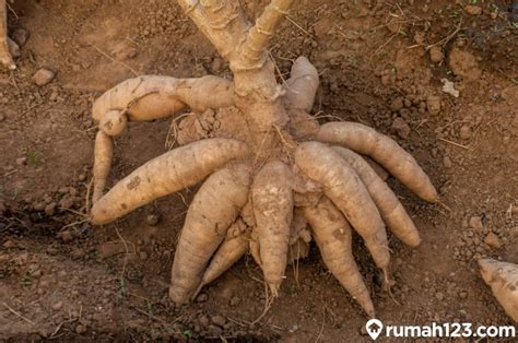 Cara Menanam Singkong Di Pekarangan Rumah Yang Benar Dan Mudah