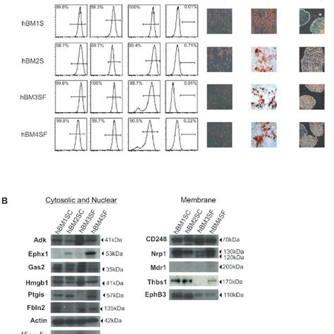 the procedure of obtaining gene expression data matrix from a
