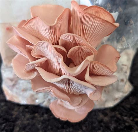 How To Grow Oyster Mushrooms At Home Mother Earth News