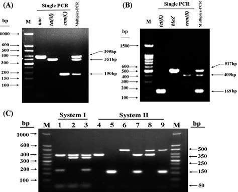 Figure 1 From Development Of Multiplex Polymerase Chain Reaction Assay For Rapid Detection Of