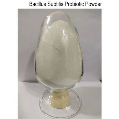 Bacillus Subtilis Probiotic Powder At ₹ 250 Kg Probiotics In Surat Id 23349869291