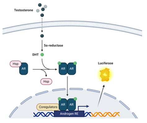 Androgen Luciferase Reporter 22rv1 Cell Line Androgen Receptor 78972