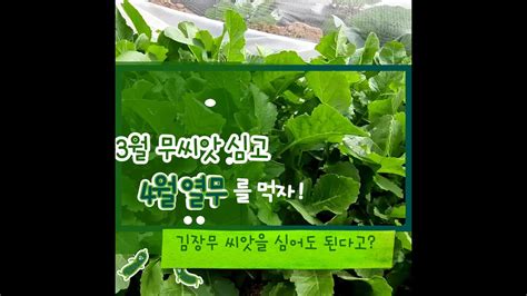 3월 무씨앗 파종해서 4월 열무수확하기 이른봄 열무 키워서 먹기김장무 씨앗도 파종가능 Youtube