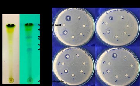 Antibacterial Activity By Tlc Bioautographic Method Fig6