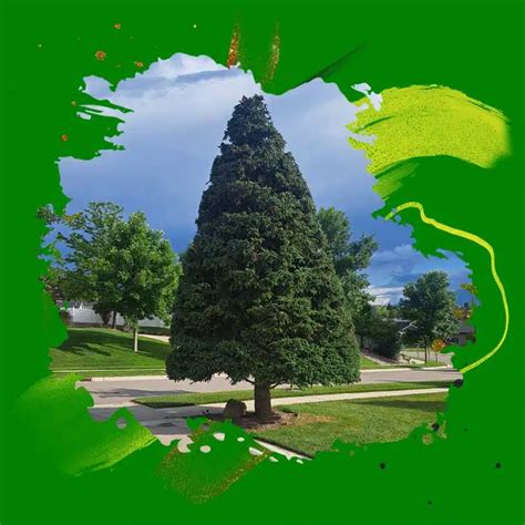 Tree Trimming And Pruning Missoula MT Montana TreeMasters