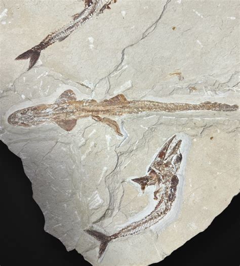 Marine Fossil Association Featuring 10” Shark Fossil Realm