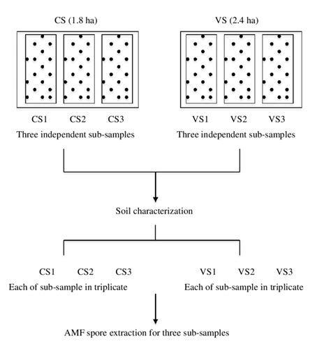 scheme representation of sampling and management of replicates