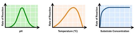 Enzyme Substrate Graph Q16..Which Graph Represents The Changes In