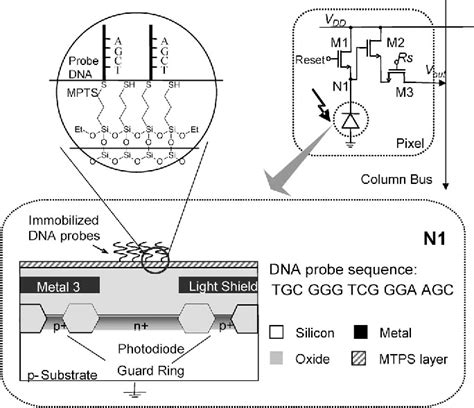 Figure 1 From A CMOS Image Sensor Utilizing Opacity Of Nanometallic Particles For DNA Detection