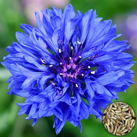 Cornflower Blue