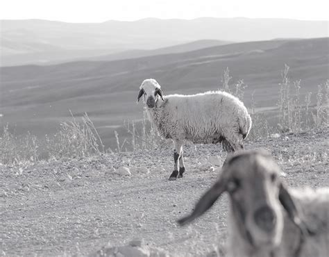 دكتور اسنان On Behance