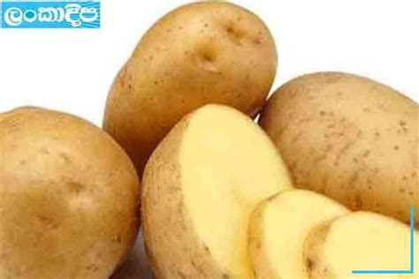 යාපනය අර්තාපල් තොගය වැනසුනේ හරියට ගබඩා නොකිරීමෙන් Lankadeepa Online