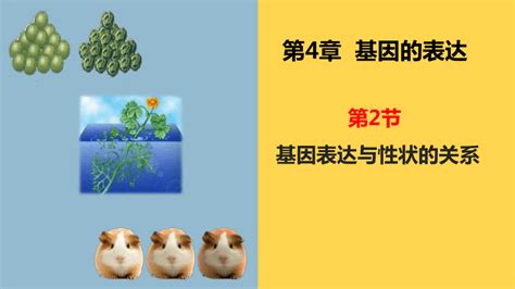 4 2基因表达与性状的关系课件 共32张ppt 人教版必修2 21世纪教育网
