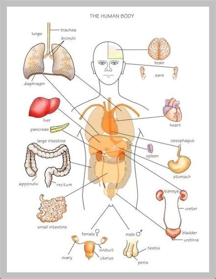 Human Anatomy Diagram Of Organs Image