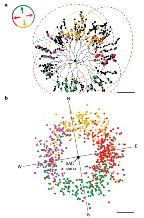 The Cellular Scale April 2013