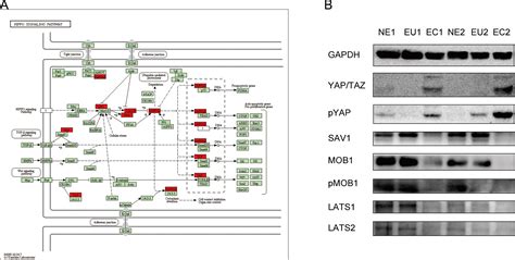 Identification Of Key Genes And Pathways In Endometriosis By Integrated Expression Profiles