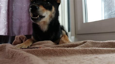 CHEW CHEW CHEW YouTube