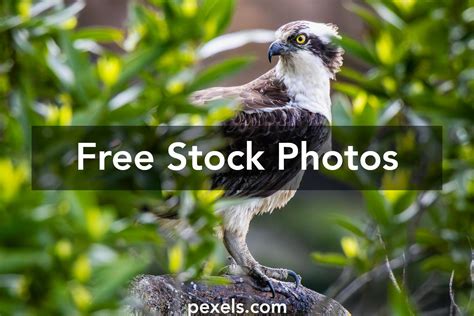 Tulisan Hawk Cipta Photos Download The Best Free Tulisan Hawk Cipta