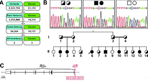 WGS Variant Identification Sanger Validation And Genomic Organization Download Scientific