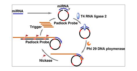 High Specific And Ultrasensitive Isothermal Detection Of Microrna By Padlock Probe Based
