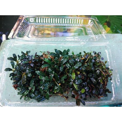 Jual Bucephalandra Buce Mini Phantom Media Batu Dan Porsi Mika Shopee Indonesia