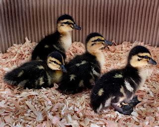 Rouen Ducks Breed Guide Eggs Size And Temperament Metzer Farms