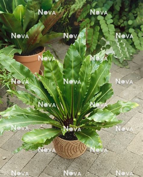 Asplenium Australasicum