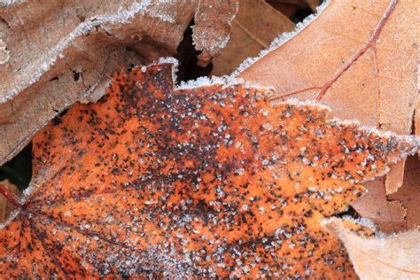 6 Different Types Of Red Maple Trees
