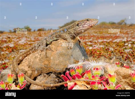 Western Canaries Lizard Gallotia Galloti Canary Island Lizards