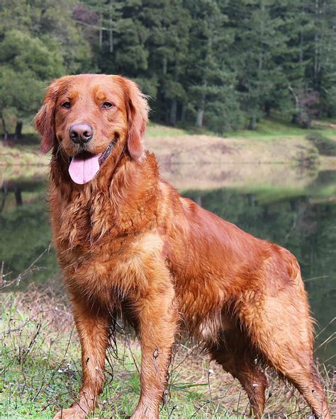 Golden Retriever Reddish Color