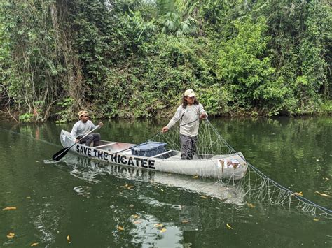 Belize Hicatee Field Survey Zne Conservation Blog