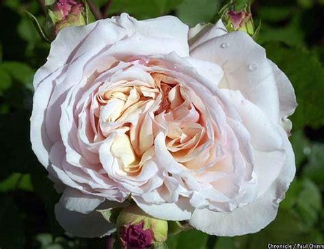 Old Roses 101 For Those Who Dont Know Empress Josephine From Their
