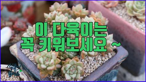 이 다육이는 꼭 키워보세요 Youtube