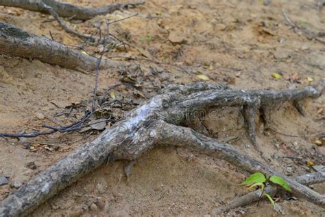 Tree Roots In Sand And Clay Stock Image Image Of Danger Sand