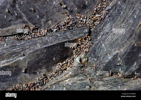 Laver Spireshell Hydrobia Ulvae In Large Numbers On Cliff Face At