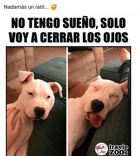 Perro Blanco Acostado En El Sofá Con La Lengua Afuera Chistes De