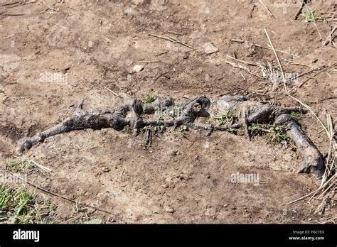 Long Tree Root In Earth Illuminated By Sun Stock Photo Alamy