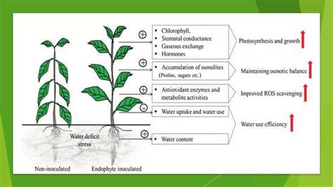 Endophytes Pptx