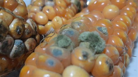 Memperbanyak Trichoderma Sp Dari F1 Youtube