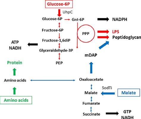 Multiple Substrate Usage In A Bipartite Metabolic Model Of