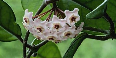 How To Propagate Hoya Plants Step By Step Guide
