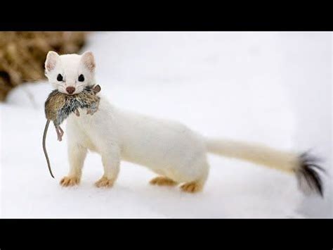 El Armiño Es Un ¡intrépido Acróbata Y Un Cazador De Conejos Hechos Interesantes Sobre Los