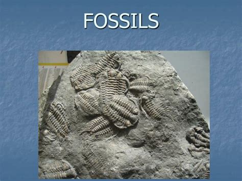 PPT FOSSILS PowerPoint Presentation Free Download ID