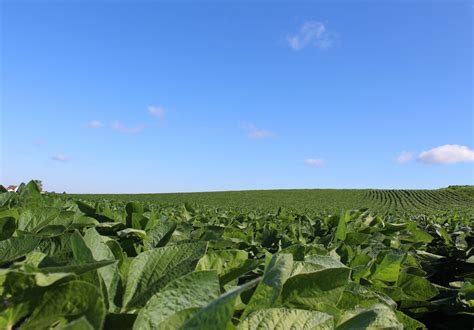 Sex Drugs Rock And Roll A 1970s Version Of Soybean Production Field Advisor