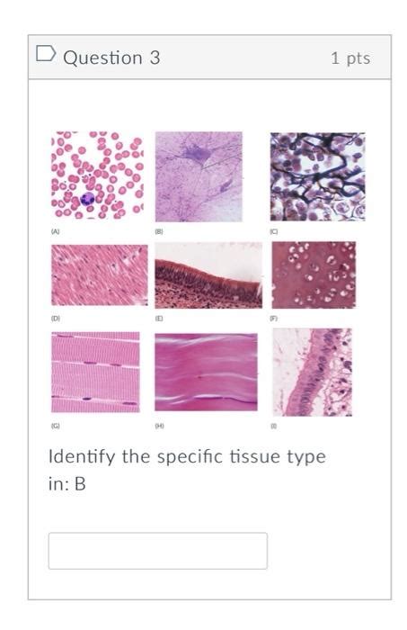 Solved Question 3 1 Identify The Specific Tissue Type In B